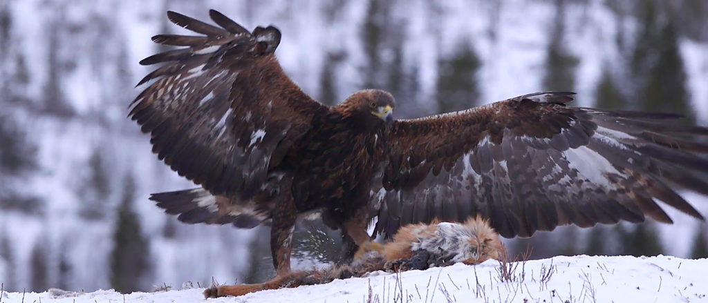 RR-SliderPics1-3 – Raptor Ranch