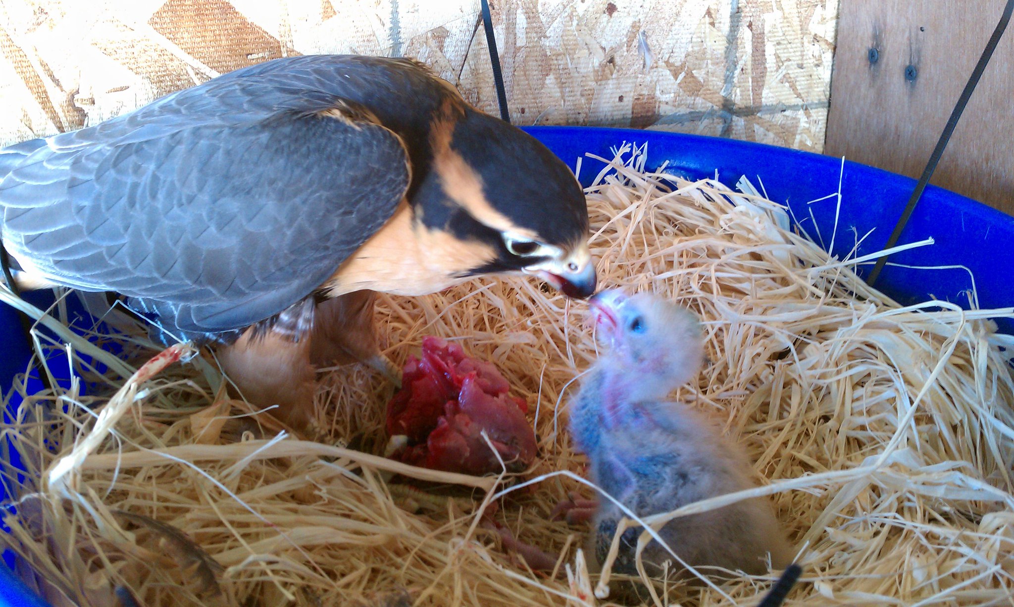 mama bird – Raptor Ranch