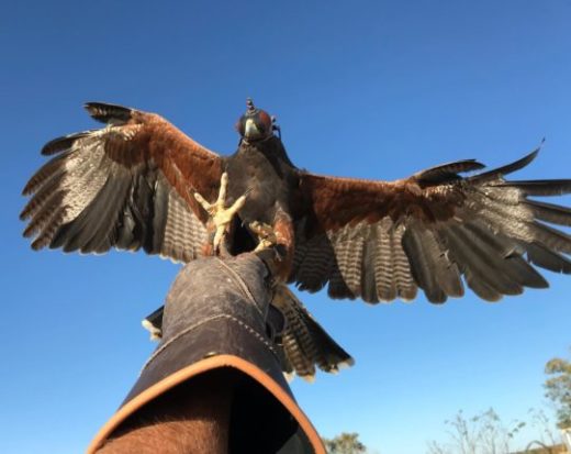 Welcome Spring and a New Season with Raptor Ranch! – Raptor Ranch