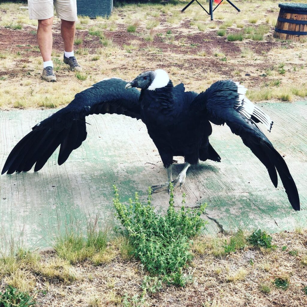 About Us – Raptor Ranch