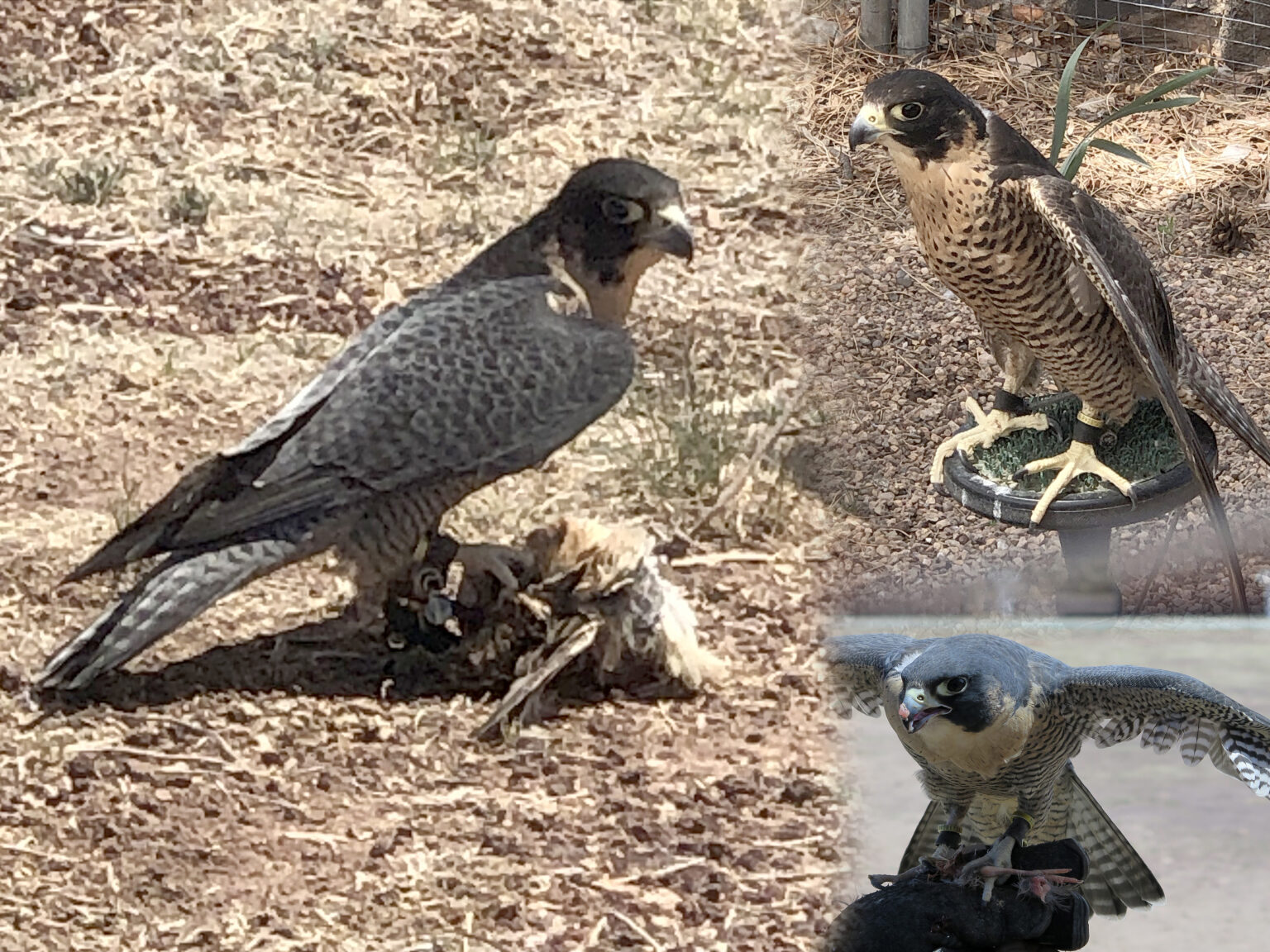 Raptor Ranch – There’s Something Wild In The Air!