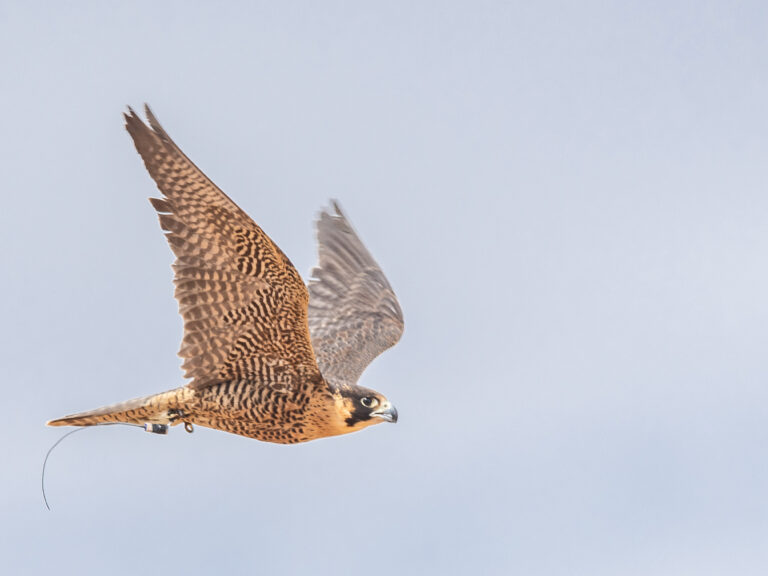 Raptor Ranch – There’s Something Wild In The Air!