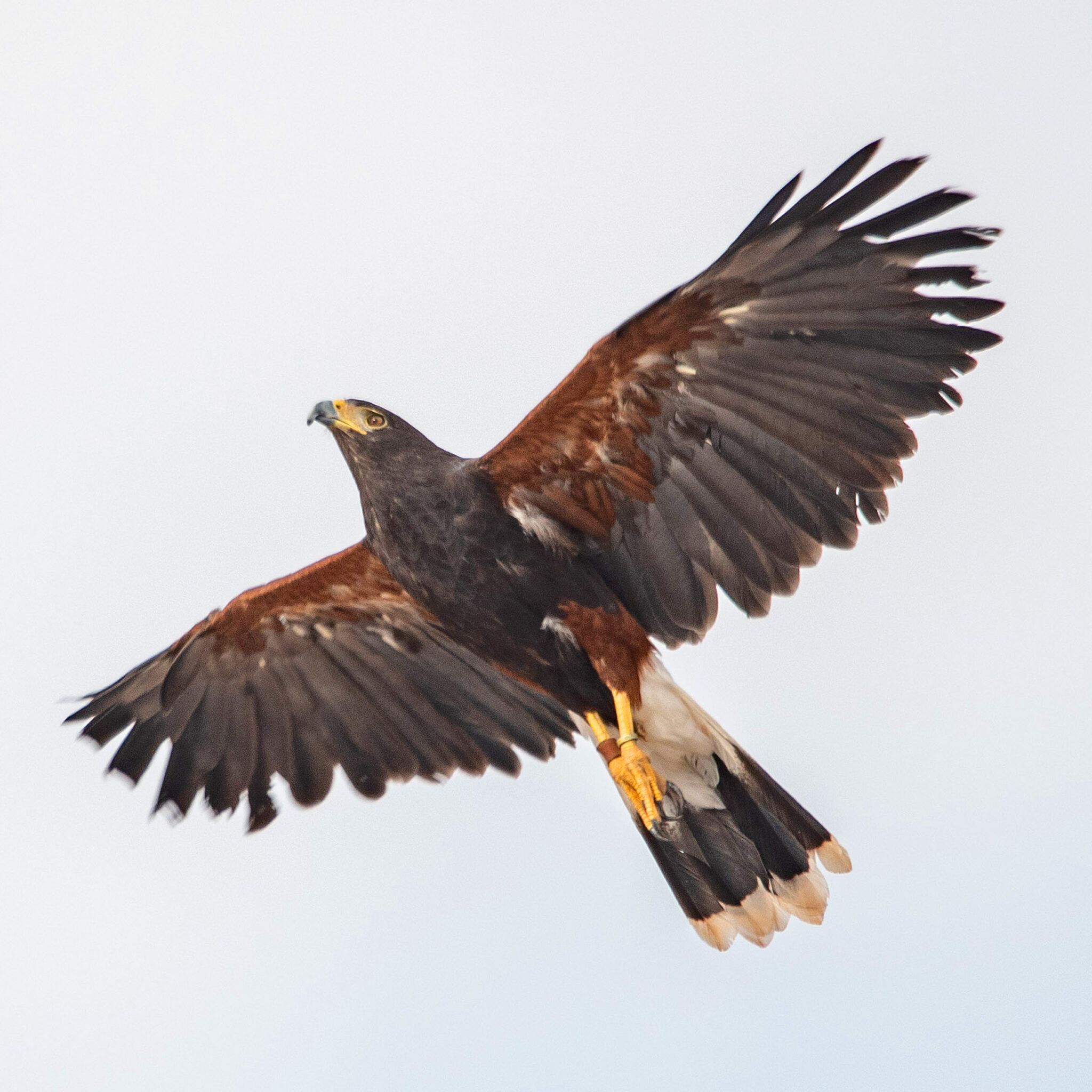 Daily Flight Demos – Raptor Ranch