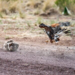 About Us – Raptor Ranch