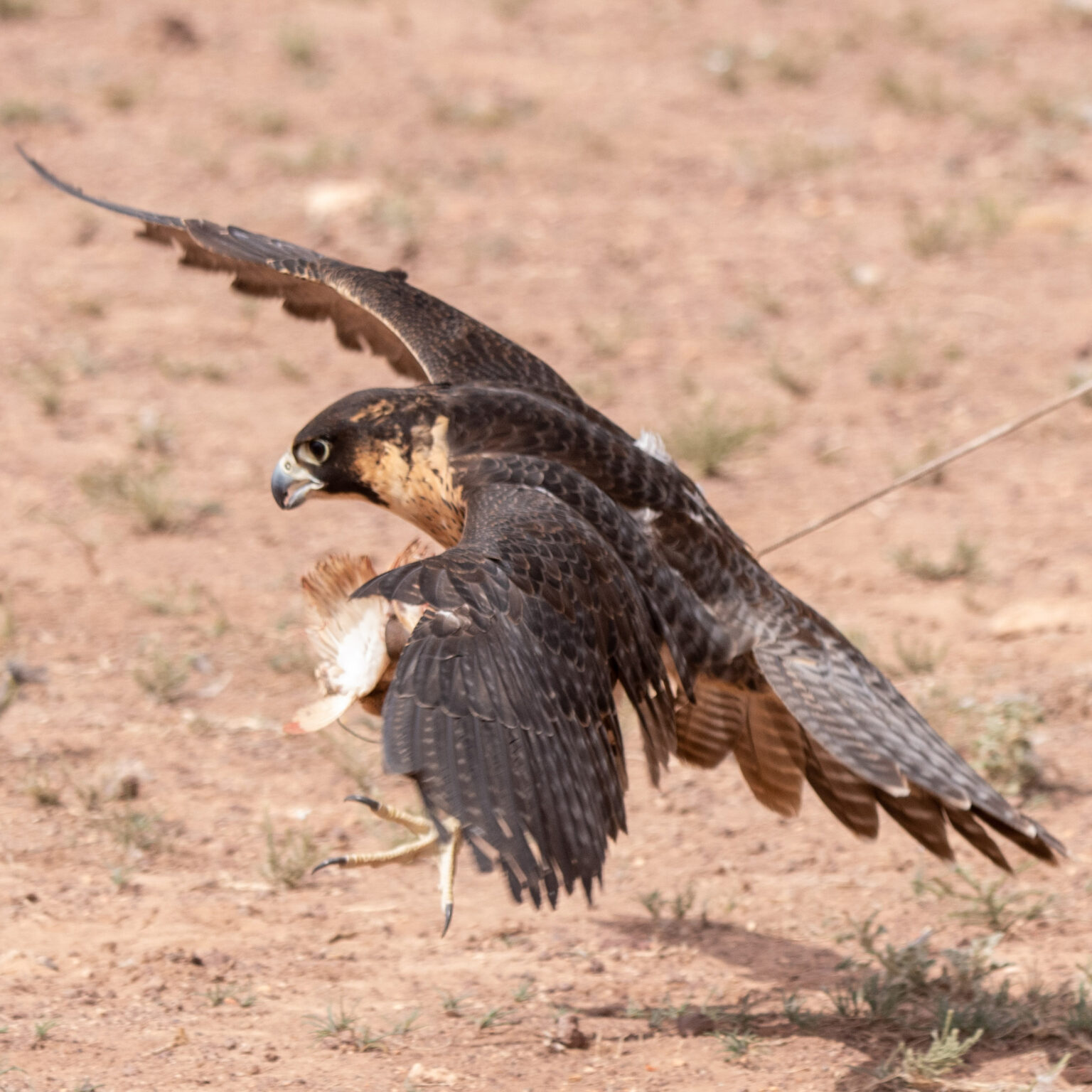 Grand Canyon Raptor Experiences – Raptor Ranch
