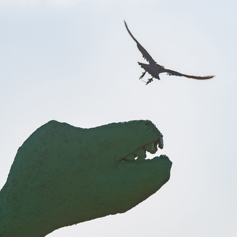 About Us – Raptor Ranch