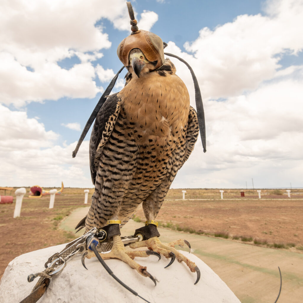 About Us – Raptor Ranch