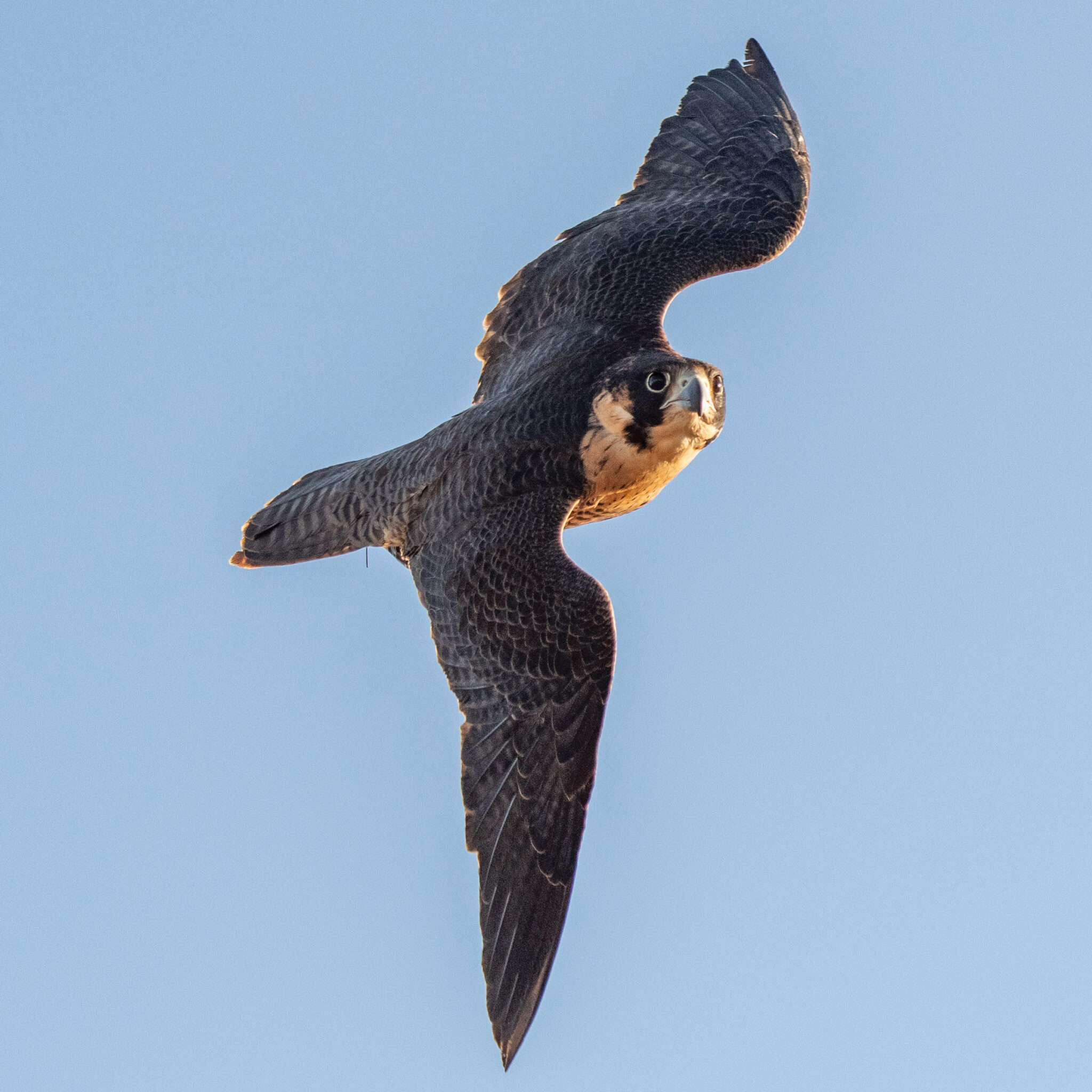 Daily Flight Demos – Raptor Ranch