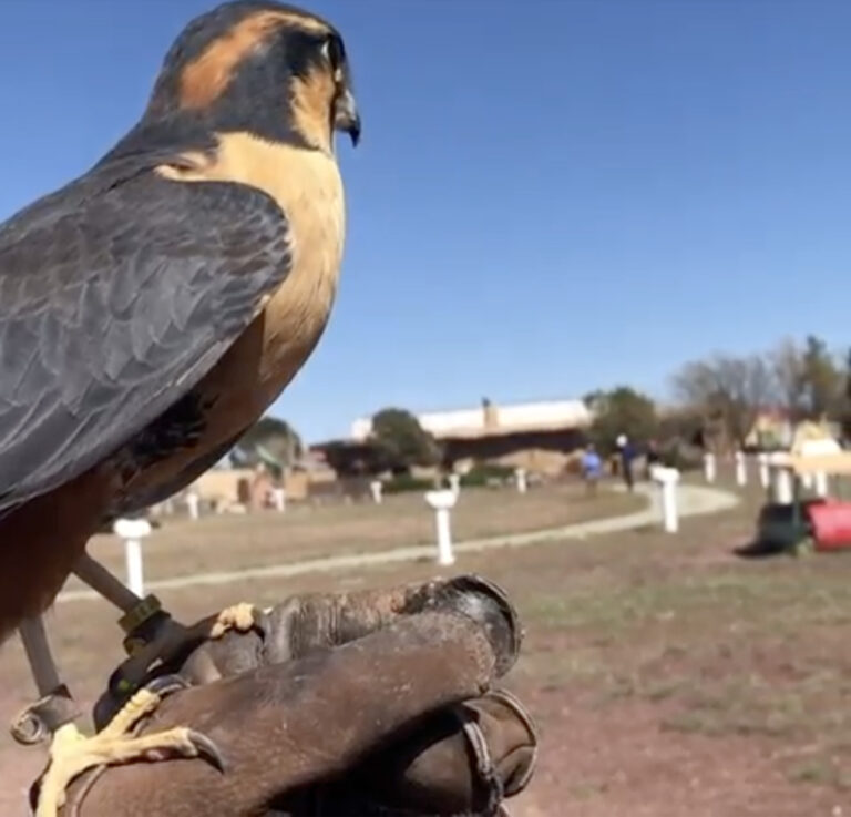 Raptor Ranch Attractions – Raptor Ranch