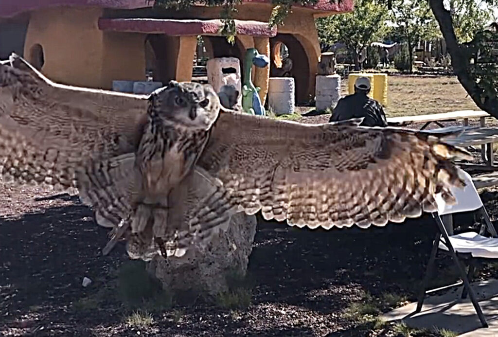 Grand Canyon Raptor Experiences – Raptor Ranch