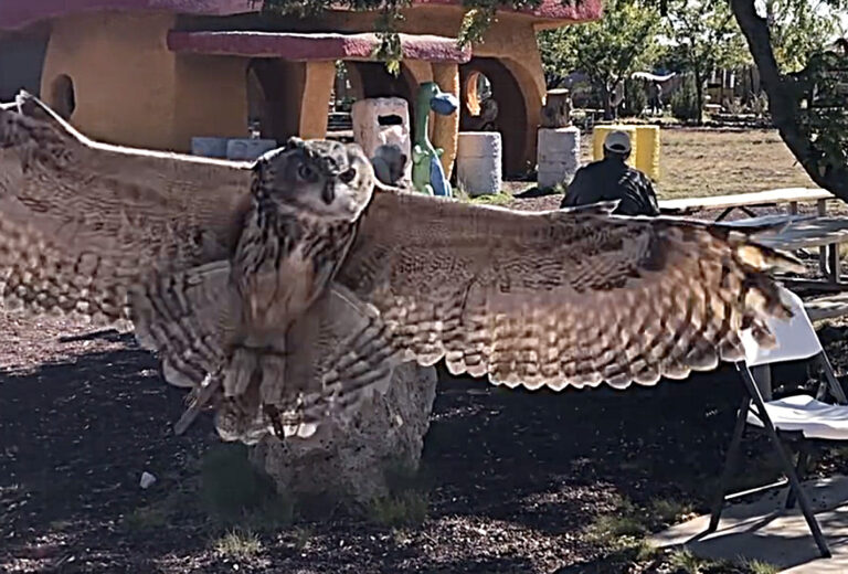 Grand Canyon Raptor Experiences – Raptor Ranch