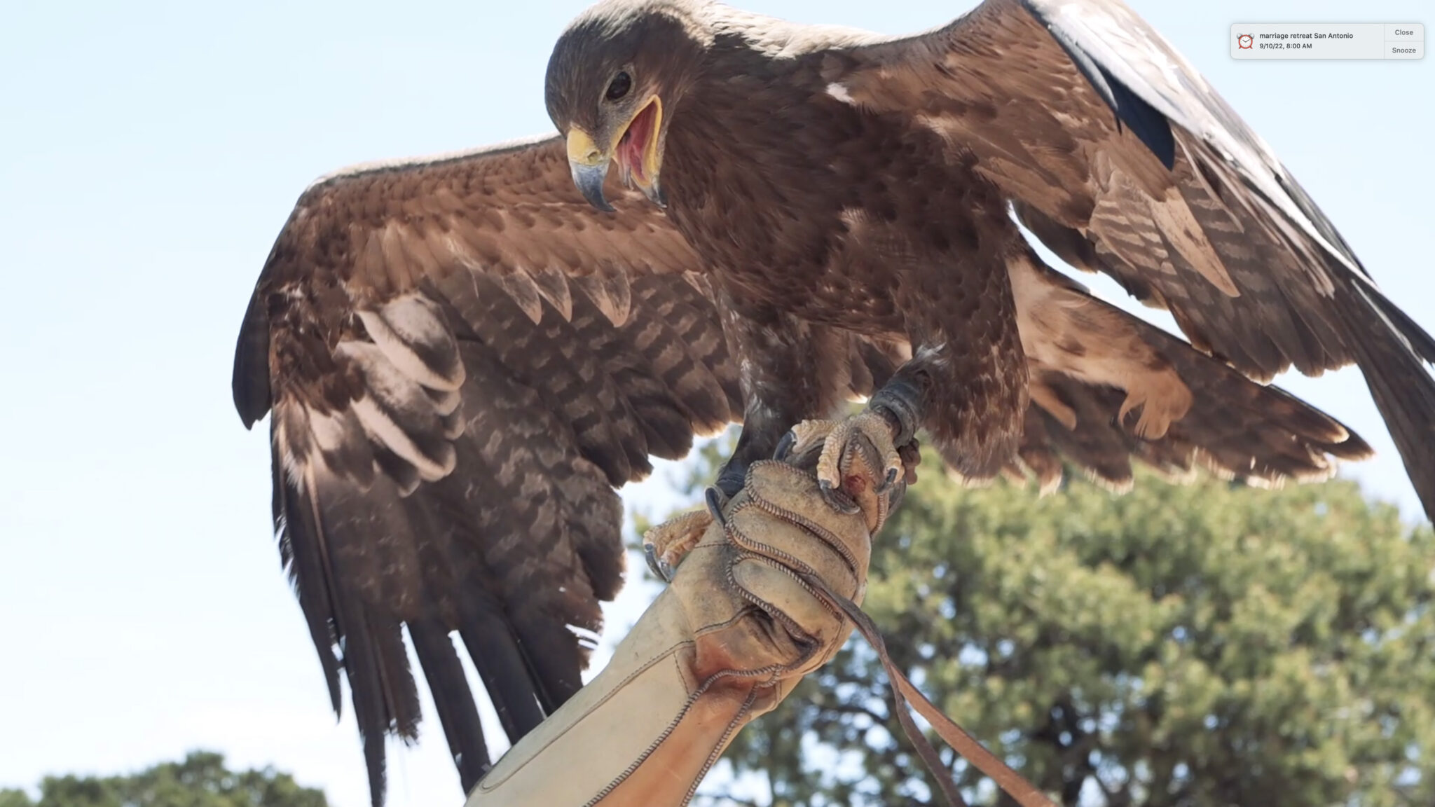 Grand Canyon Raptor Experiences – Raptor Ranch