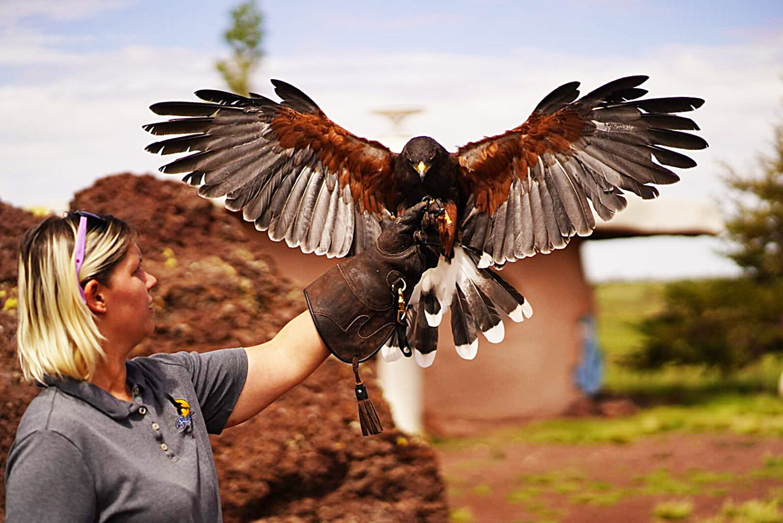 News – Raptor Ranch