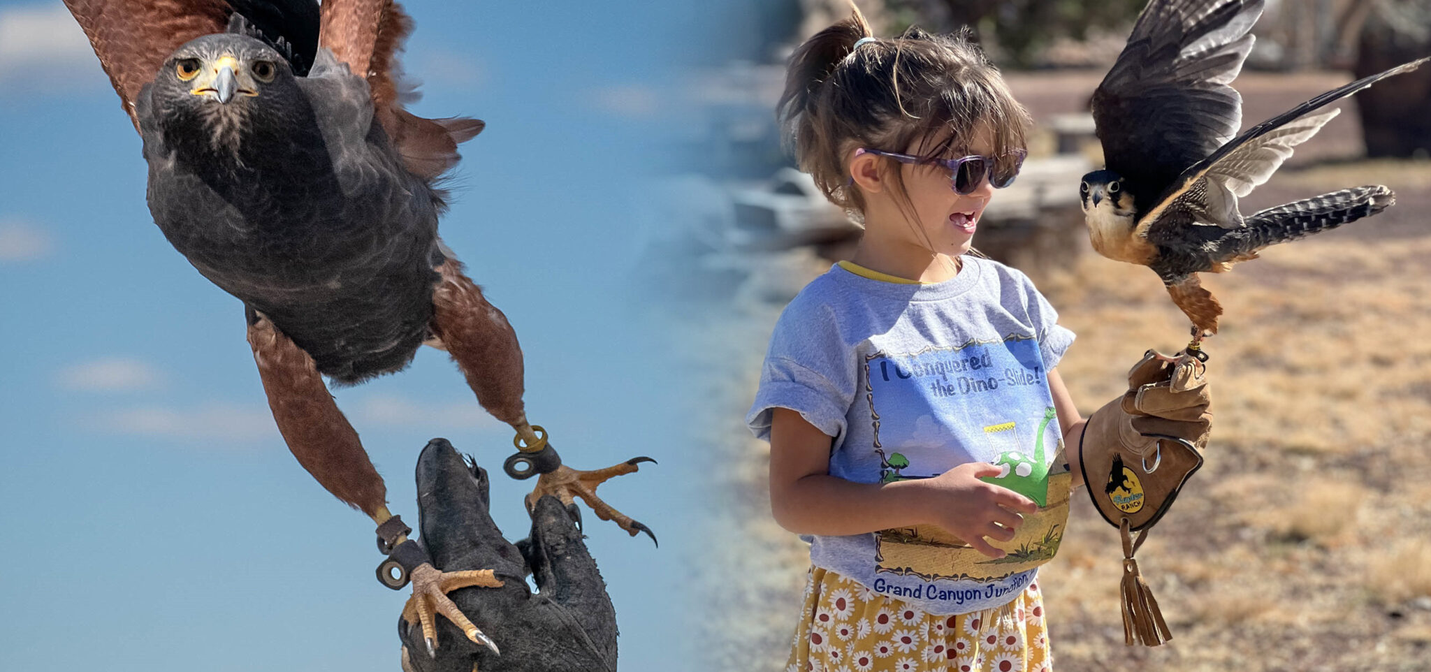 Raptor Ranch – There’s Something Wild In The Air!